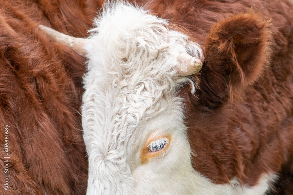 A Hereford cow with a white head, dark eyes, large ears and a red to ...