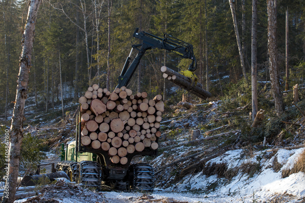 Allocated in the winter taiga, where conifers are cut down. Large green ...