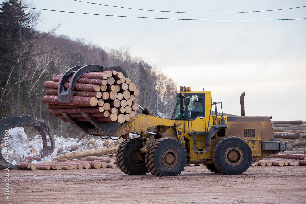 Open-air timber warehouse. A loader transports an armful of felled logs ...