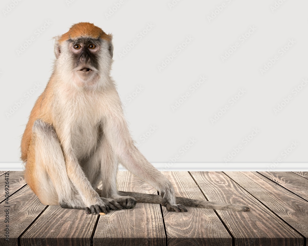 Cute small monkey animal on desk Stock Photo | Adobe Stock