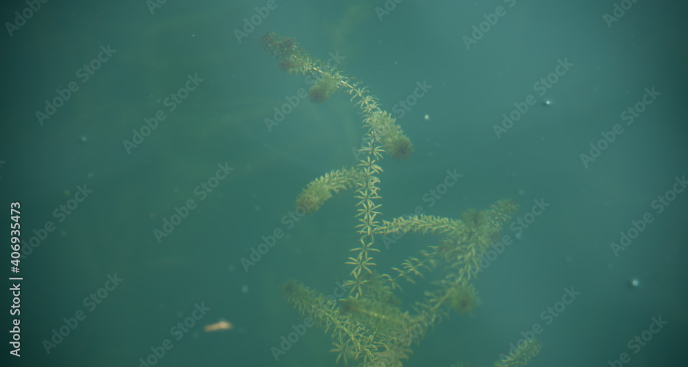 nature swamp field of green algae plant bloom, Scientists are ...