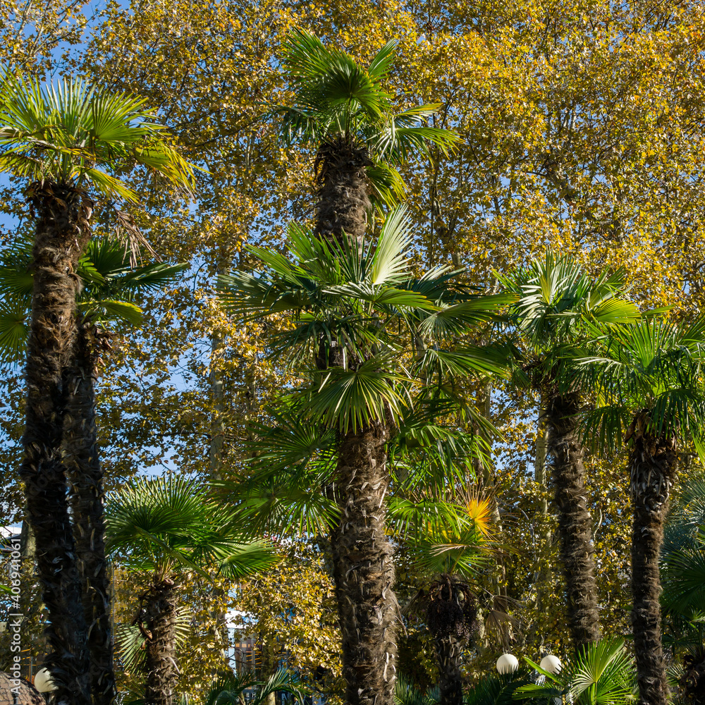 Big Chinese windmill palms (Trachycarpus fortunei) or Chusan palm ...