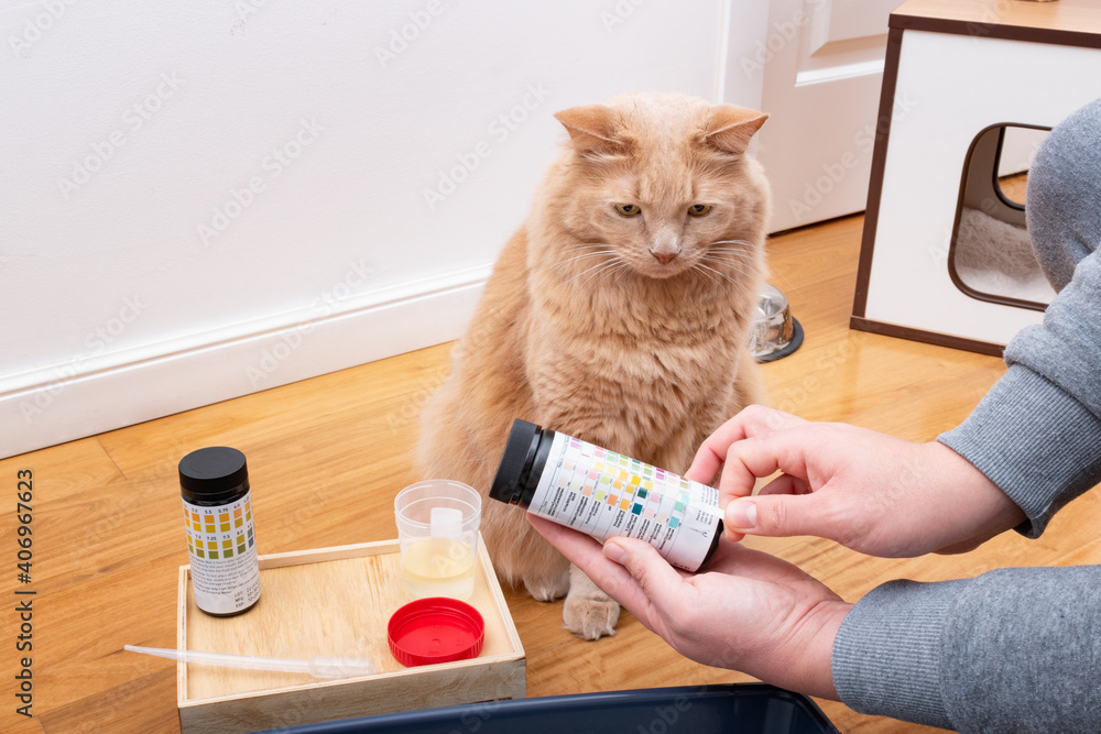 Curious cat looking at his owner while collecting urine sample with ...