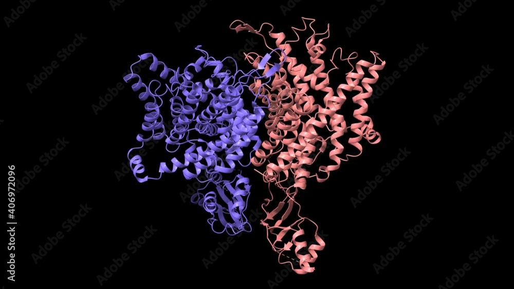 CryoEM structure of the human ClC-1 chloride channel homodimer ...