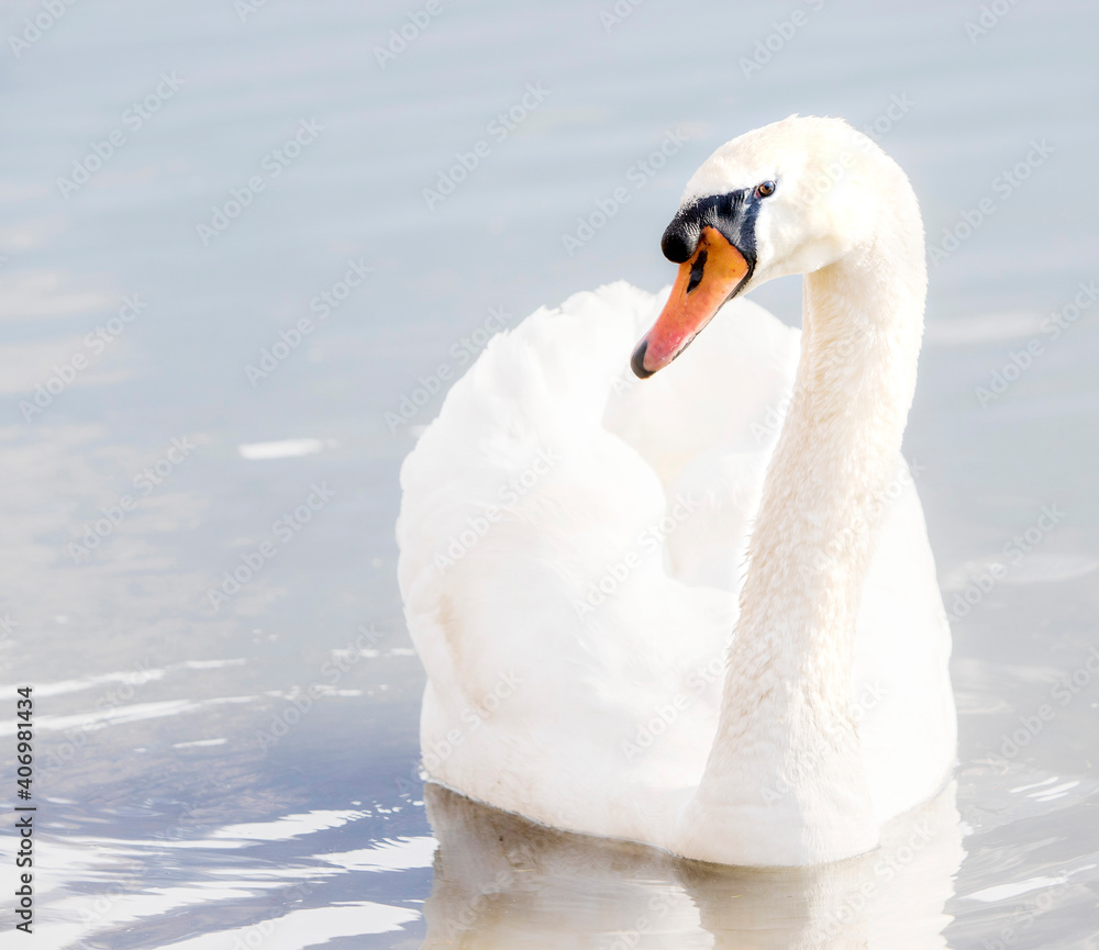 cigno Stock Photo | Adobe Stock