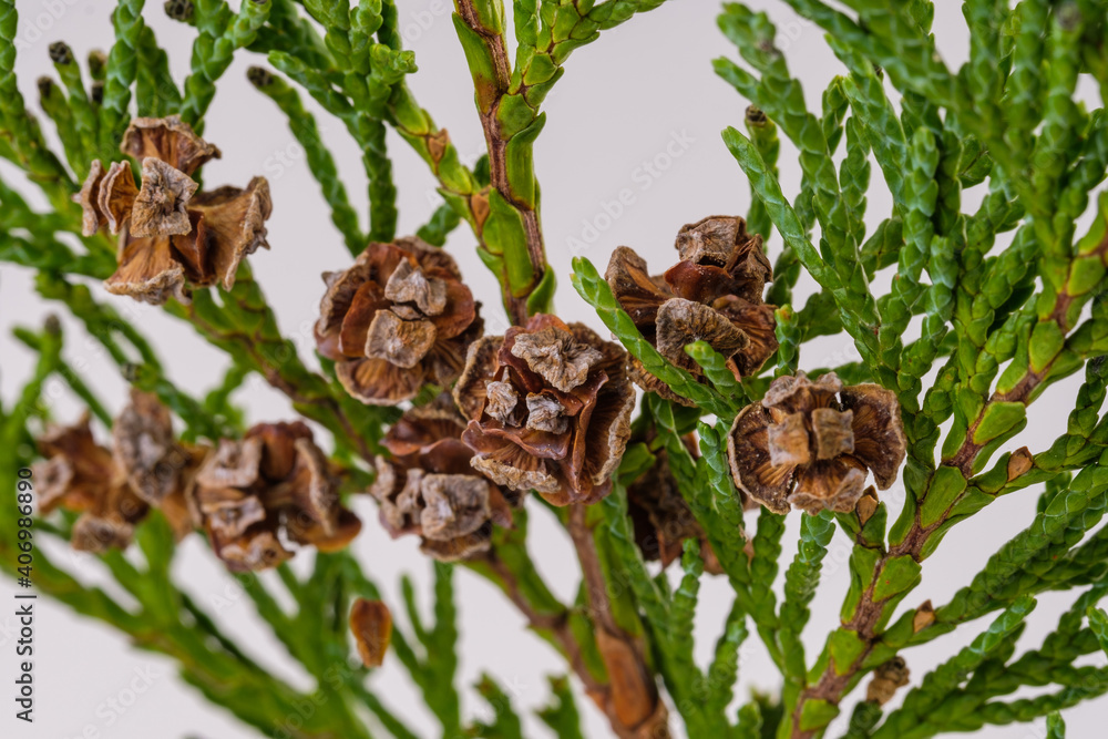Zapfen an den Zweigen eines Lebensbaum (lat.: Thuja) - Macro Stock ...