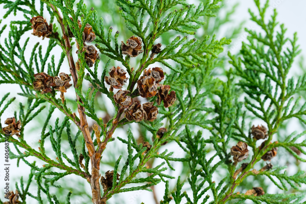 Kleine Zapfen (Knospen) an grünen Zweigen eines Lebensbaum (lat.: Thuja ...