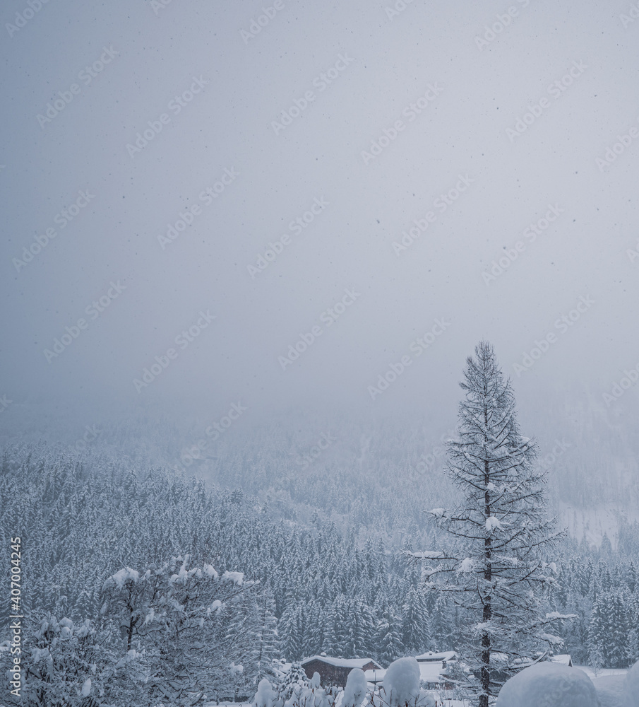 Snow laden trees in a winter forest. The trees are covered in fresh ...