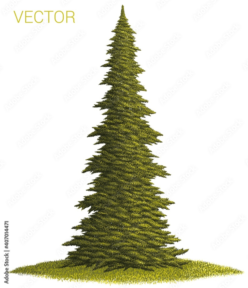 Realistic colorful vector painting of an adult fir tree isolated on a ...