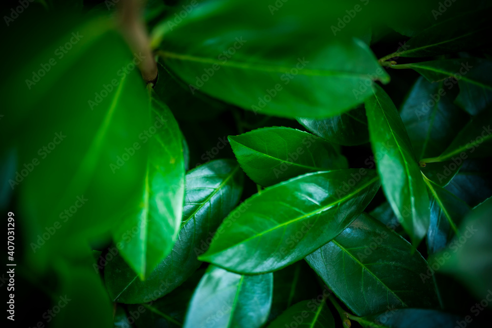 (Selective focus) Stunning view of some Cherry Laurel leaves forming a ...