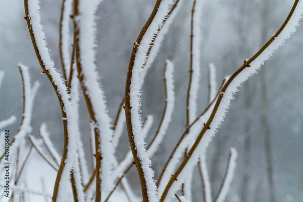 Äste Winter Wellen gebogen parallel Schnee Kontrast Ast Zweige ...