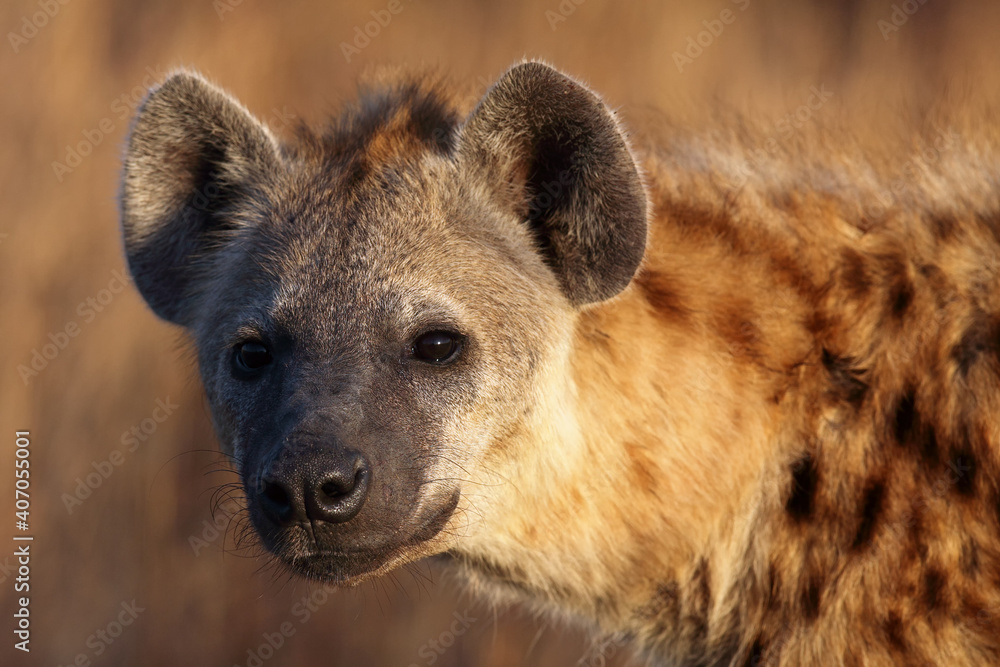 Spotted Hyena Laughing