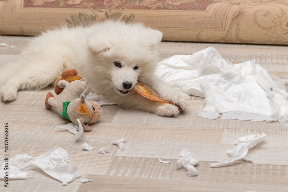 Samoyed puppy ripping the diaper and making a mess in the house Stock ...