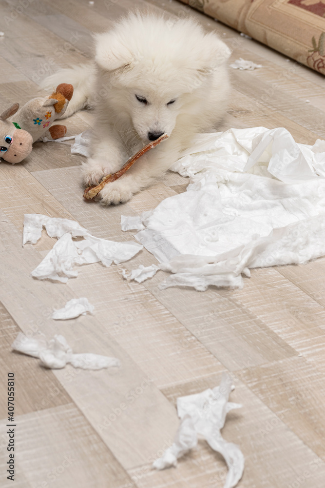 Samoyed puppy ripping the diaper and making a mess in the house Stock ...