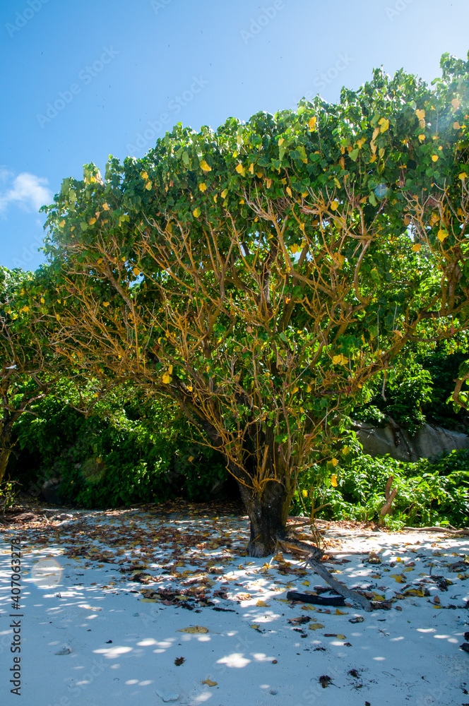 Tropical plant on the beach. Portia tree (Thespesia populnea). Aride ...