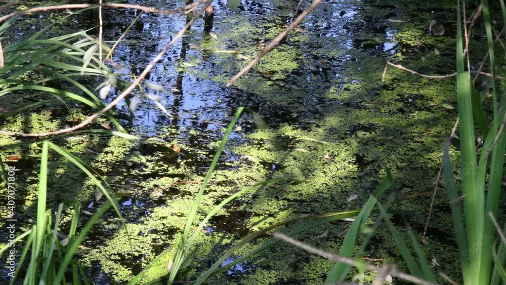 Wetland aquatic plants background. Swamp with sedge and green duckweed ...