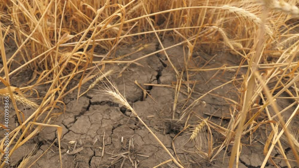 Drought, wheat harvest is dying. Fields without water. Earth burst from ...