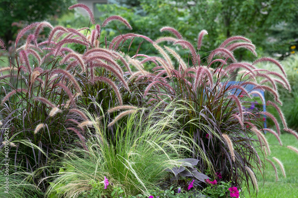 The plumes of the Purple fountain ornamental grasses, pennisetum ...