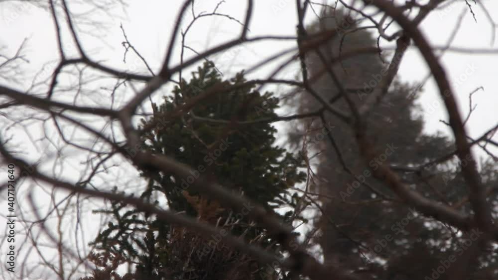 Strong Wind Swaying Trunks of Trees in Forest. Hurricane. Snowstorm ...