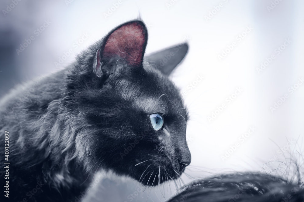 The cold stare of the beast fully focused and listen closely, cat aye ...