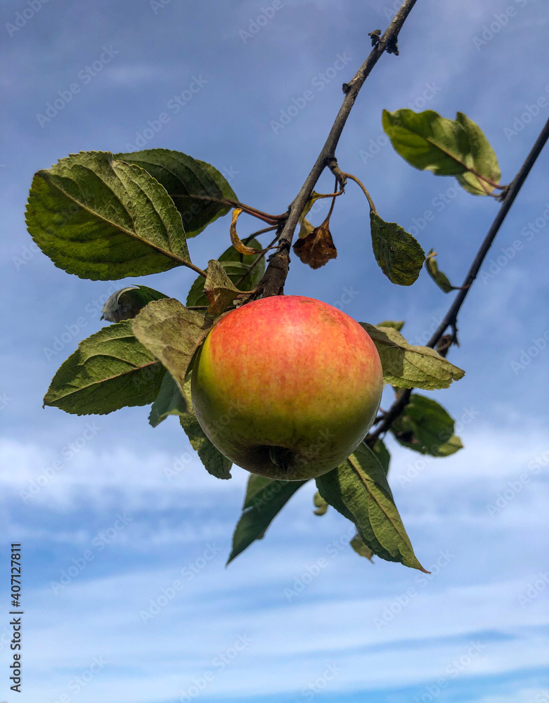 natural apple from live apple tree, not perfect, with small dents and ...