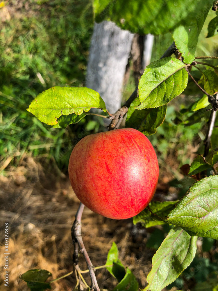 natural apple from live apple tree, not perfect, with small dents and ...