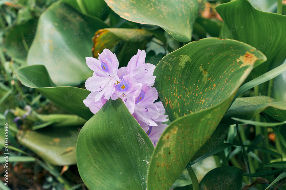 Bouquet of beautiful pink flowers of common water hyacinth, often ...