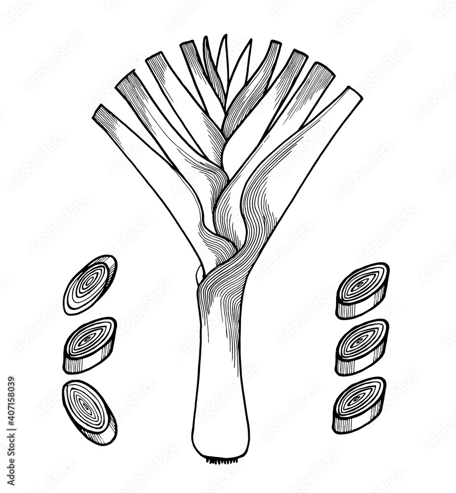 Vector drawing of leek, black and white graphics, long onion feathers ...