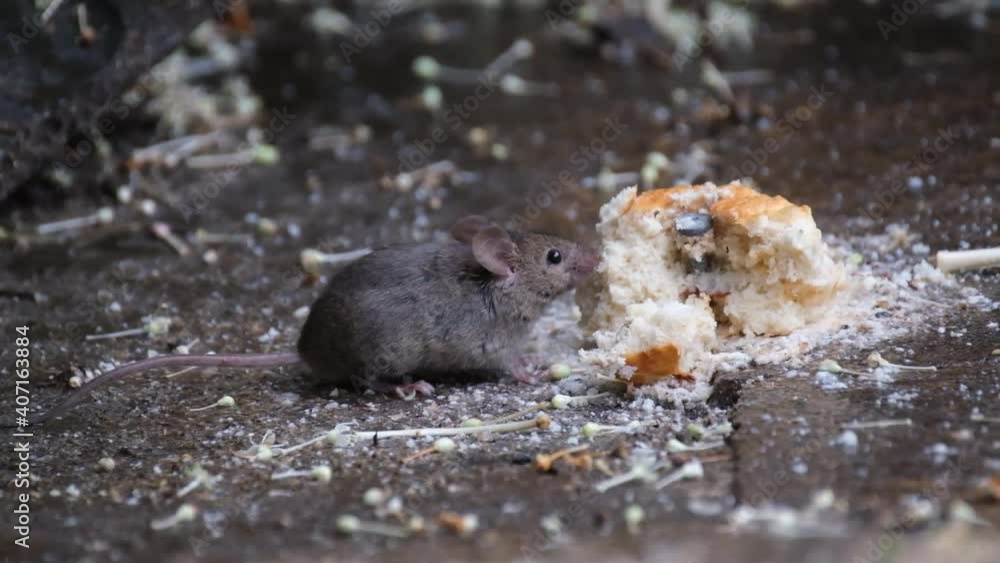The house mouse (Mus musculus) is a small mammal of the order Rodentia ...
