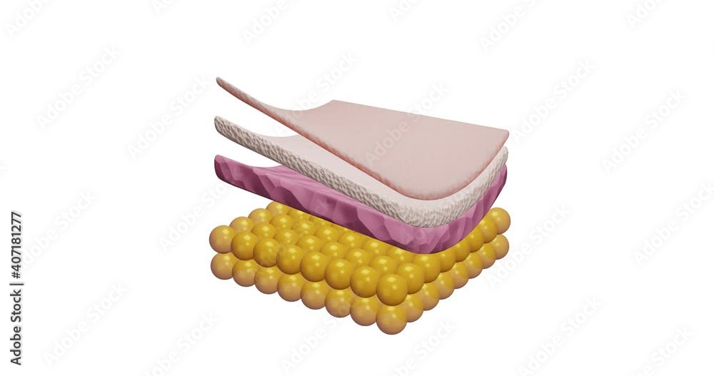 Stylized 3d rendering animation of the anatomy of the skin layers ...