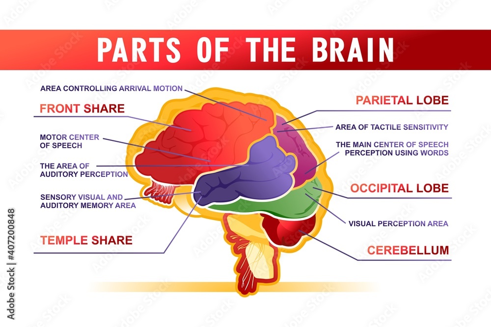 parts of the brain educational scheme Stock Vector | Adobe Stock
