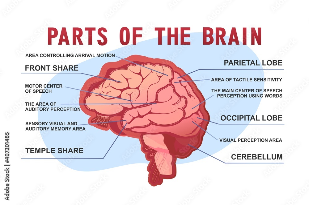 parts of the brain educational scheme Stock Vector | Adobe Stock