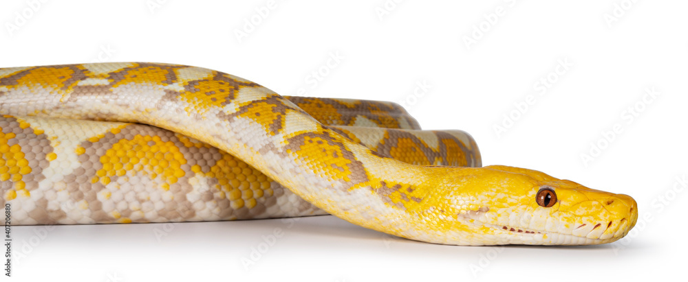 Lavender Albino Reticulated python aka Malayopython reticulatus snake ...