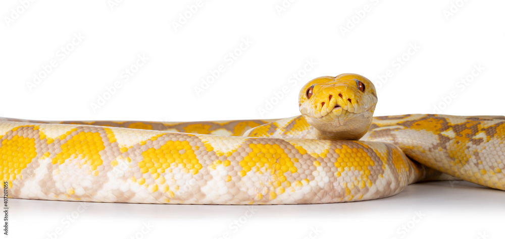 Lavender Albino Reticulated python aka Malayopython reticulatus snake ...