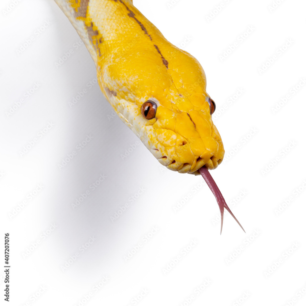Head shot of Lavender Albino Reticulated python aka Malayopython ...