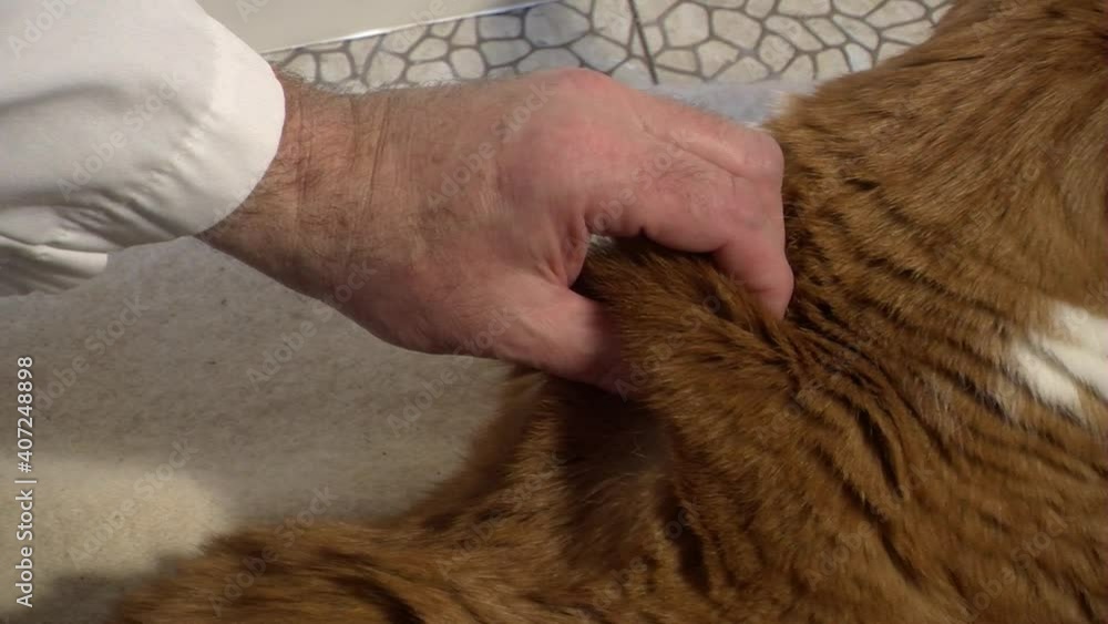 Pulling up the scruff of a cat's neck in preparation for an injection ...