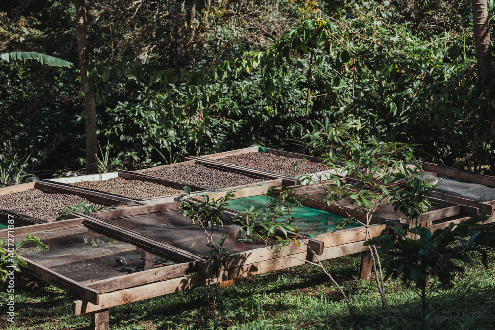 Secado natural de café en mesas, café secando al sol. Stock Photo ...