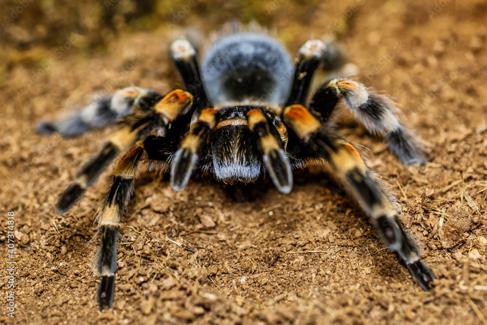 Closeup female of Spider Tarantula (Lasiodora parahybana) in ...