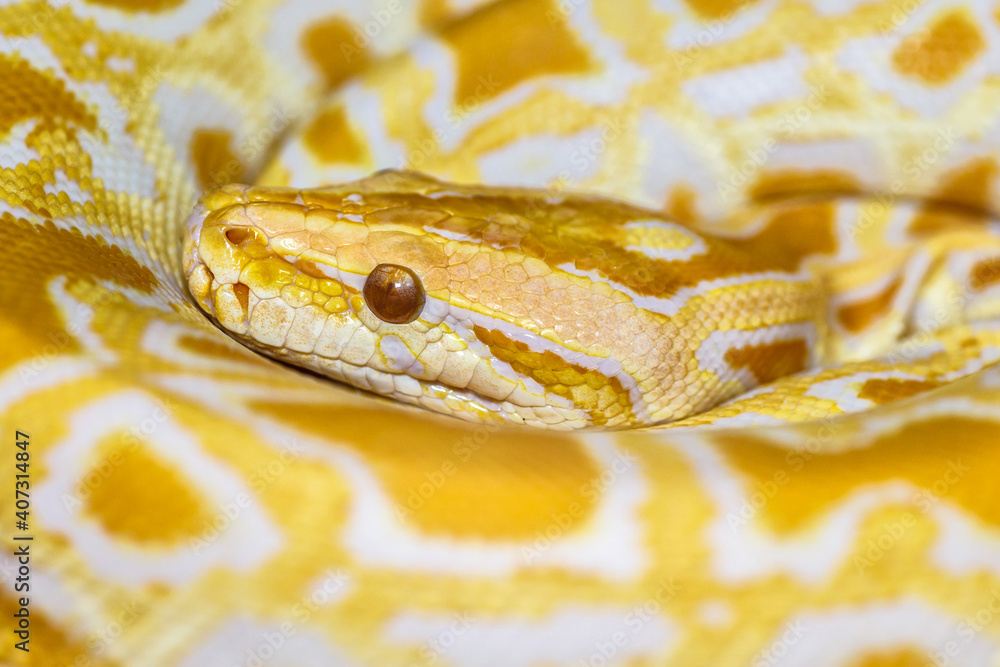 Albino Burmese Python (Python molurus bivittatus)A large non-toxic ...