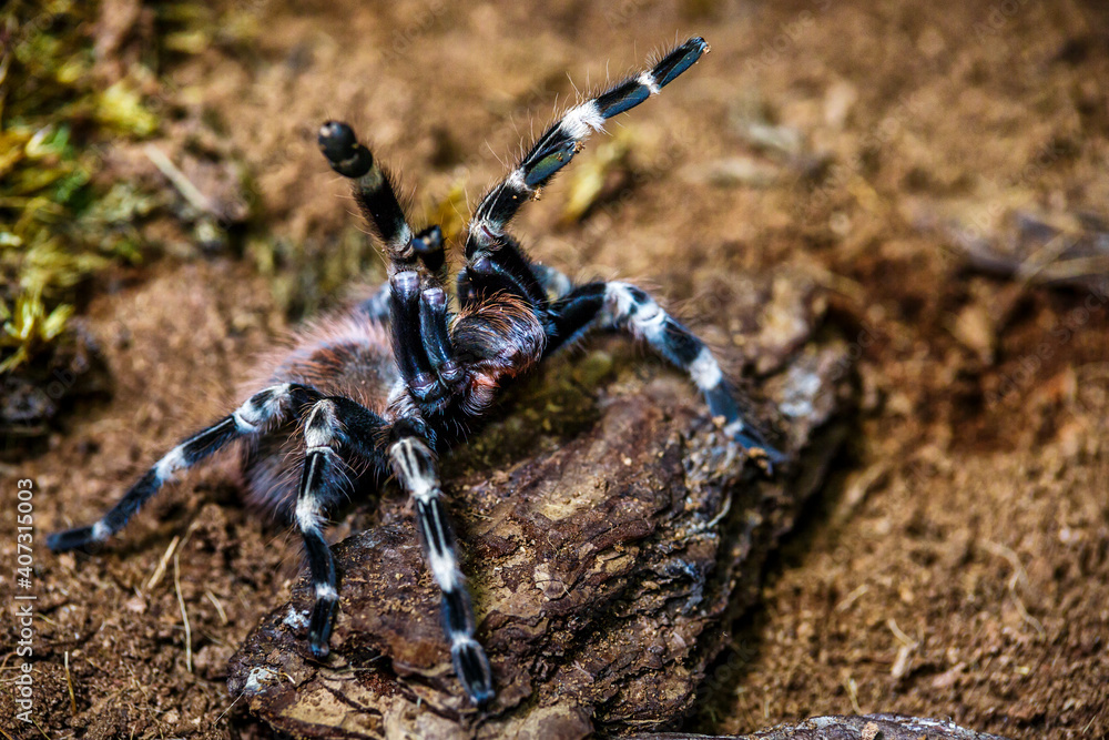 A huge spider,Red-Legged Costa Rican Tarantula (the biggest tarantula ...