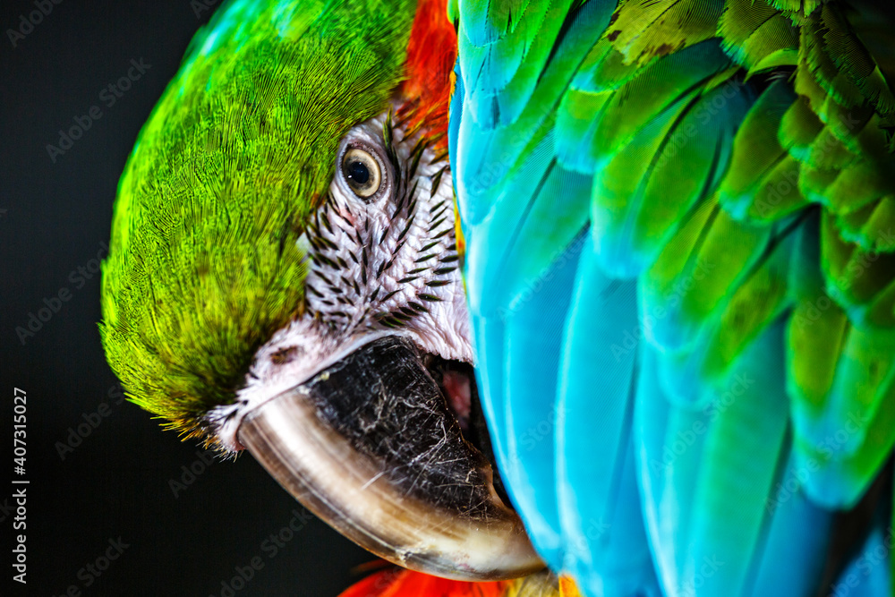 The Green-winged Macaw is also known as the Red-and-Green Macaw ...