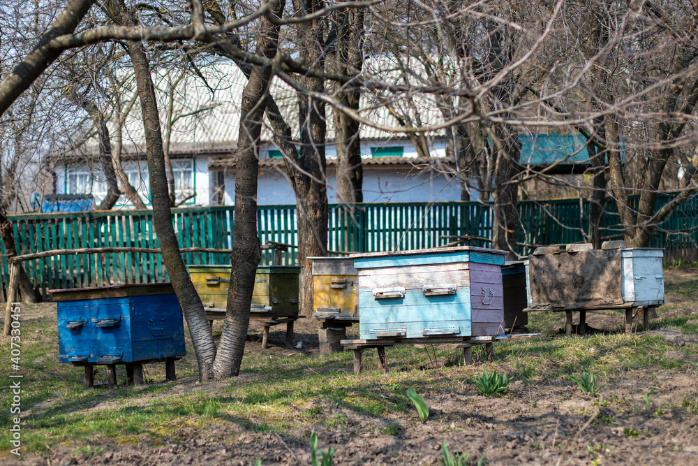 Foto de Beehive Spring Management. Beekeeper inspecting bee hive and ...
