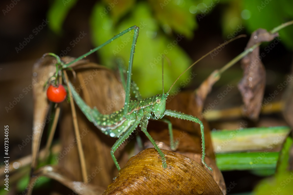 The predatory bush-cricket (lat. Saga pedo), of the family ...