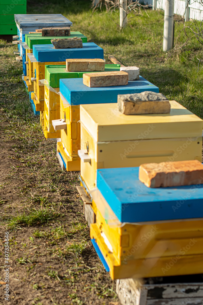 Blossoming garden with apiary. Bees spring under the flowering trees of ...