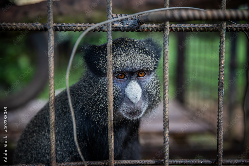 Portrait of a Cercopithecus kandti, a type of monkey, locked up in a ...