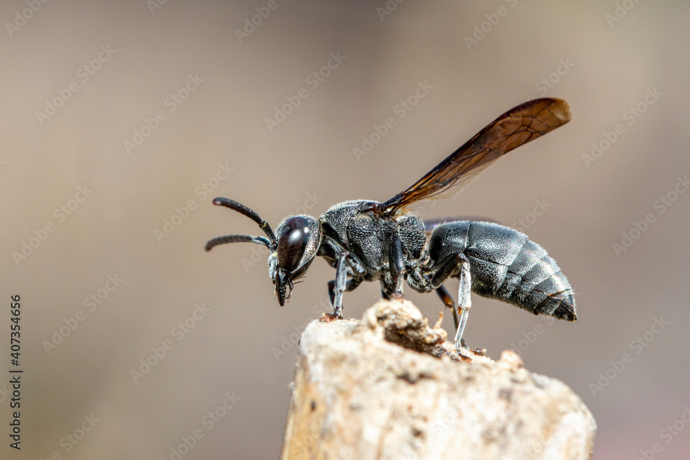 Image of black wasp on the stump on nature background. Insect. Animal ...