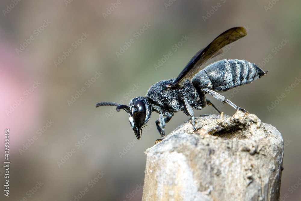 Image of black wasp on the stump on nature background. Insect. Animal ...