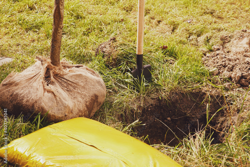 Young tree sapling lies at dug hole next to shovel and is ready to ...