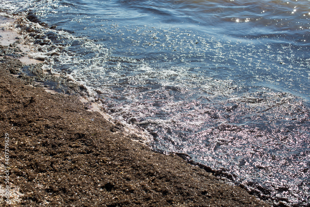 Dirty sea wave nailed to shore old dirty algae. Dirty seaweed line of ...