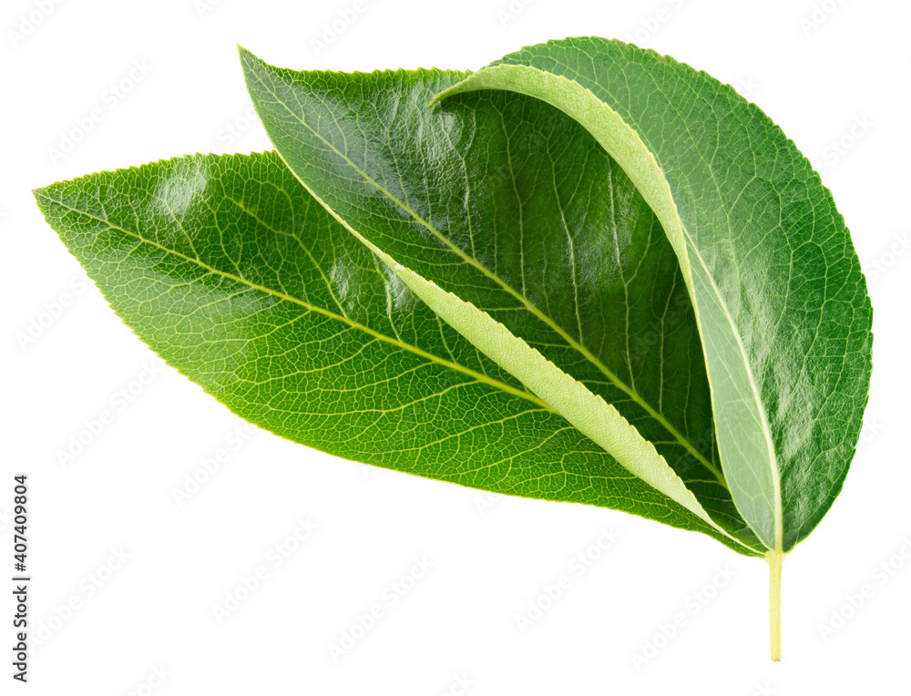 Pear leaves isolated. Three green pear leaves on white background ...